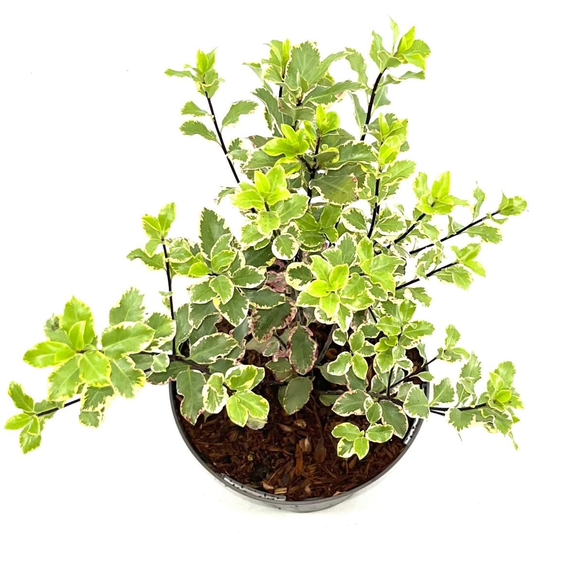 Pittosporum tenuifolium 'Elizabeth' — Plant Wholesale FlorAccess