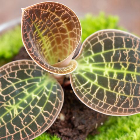 Dossinia marmorata — Рослини оптом FlorAccess