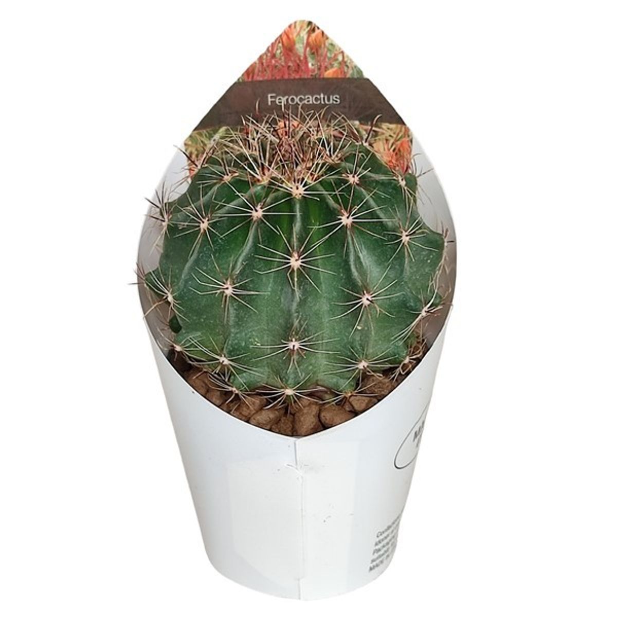 Thelocactus setispinus — Plant Wholesale FlorAccess