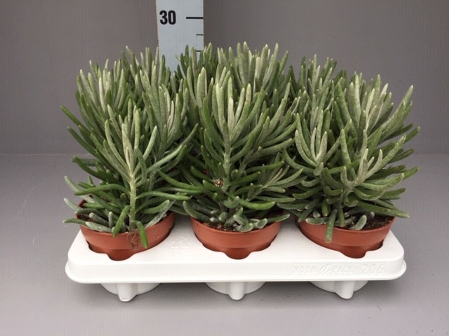 Senecio pyramidatus — Рослини оптом FlorAccess