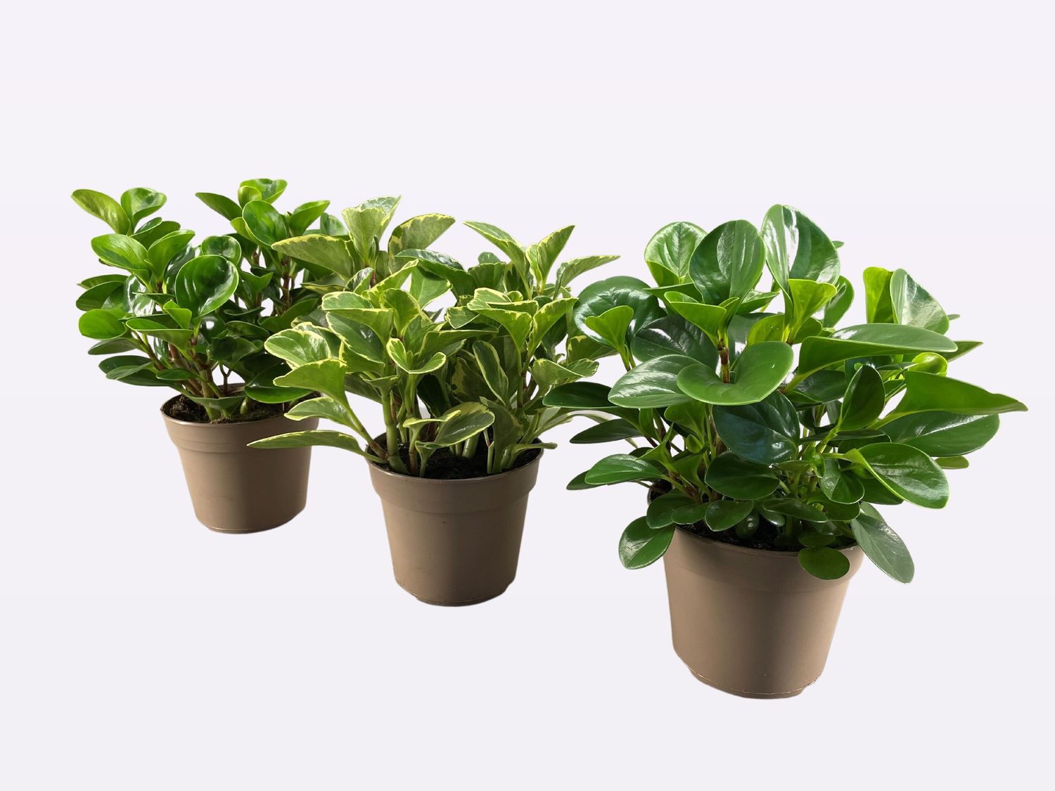 Peperomia obtusifolia MIX — Plant Wholesale FlorAccess