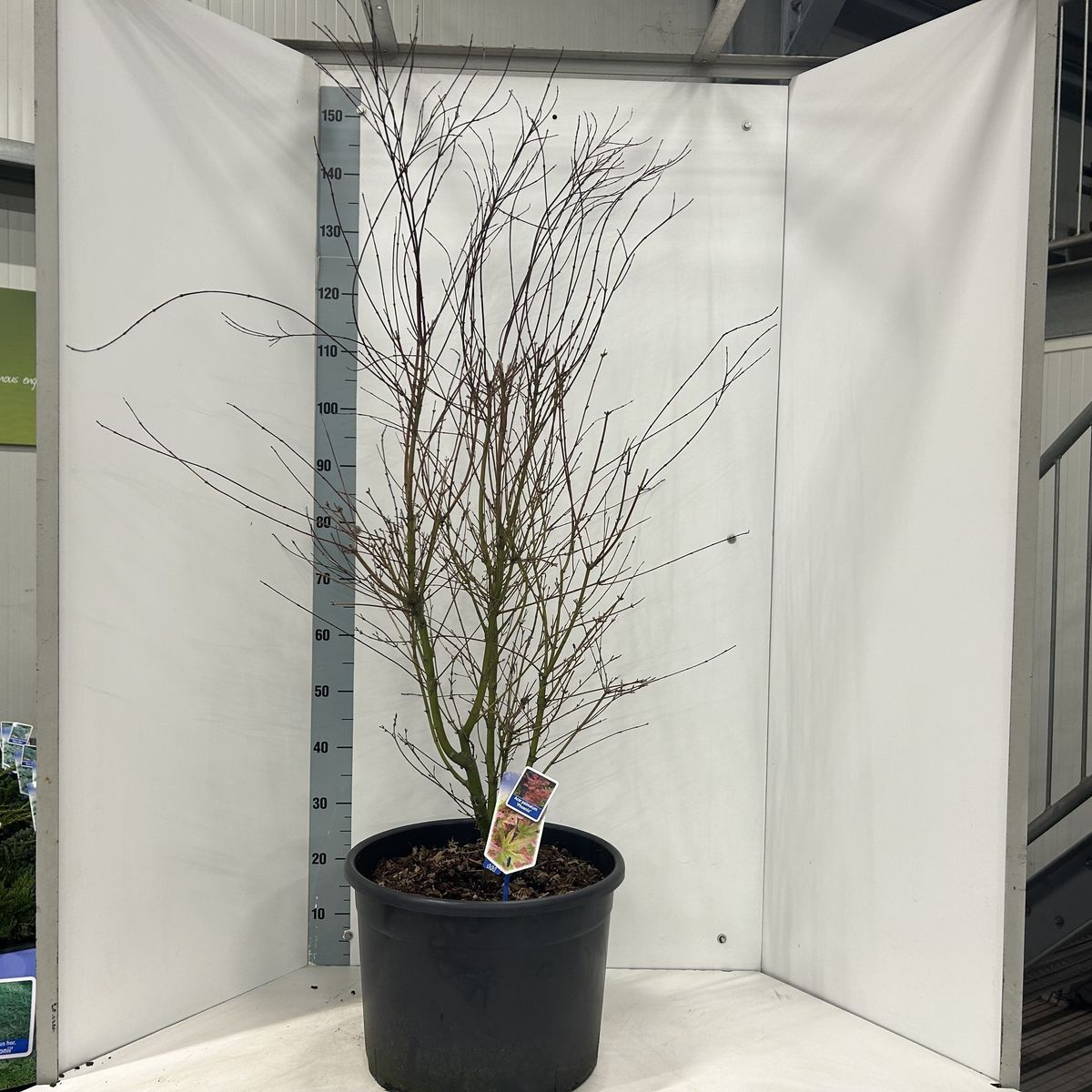 Acer palmatum 'Phoenix' — Plant Wholesale FlorAccess