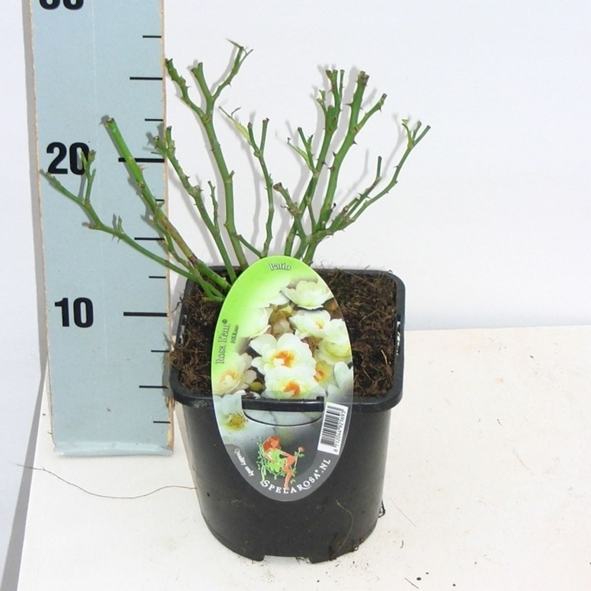 Rosa KENT / WHITE COVER — Plant Wholesale FlorAccess