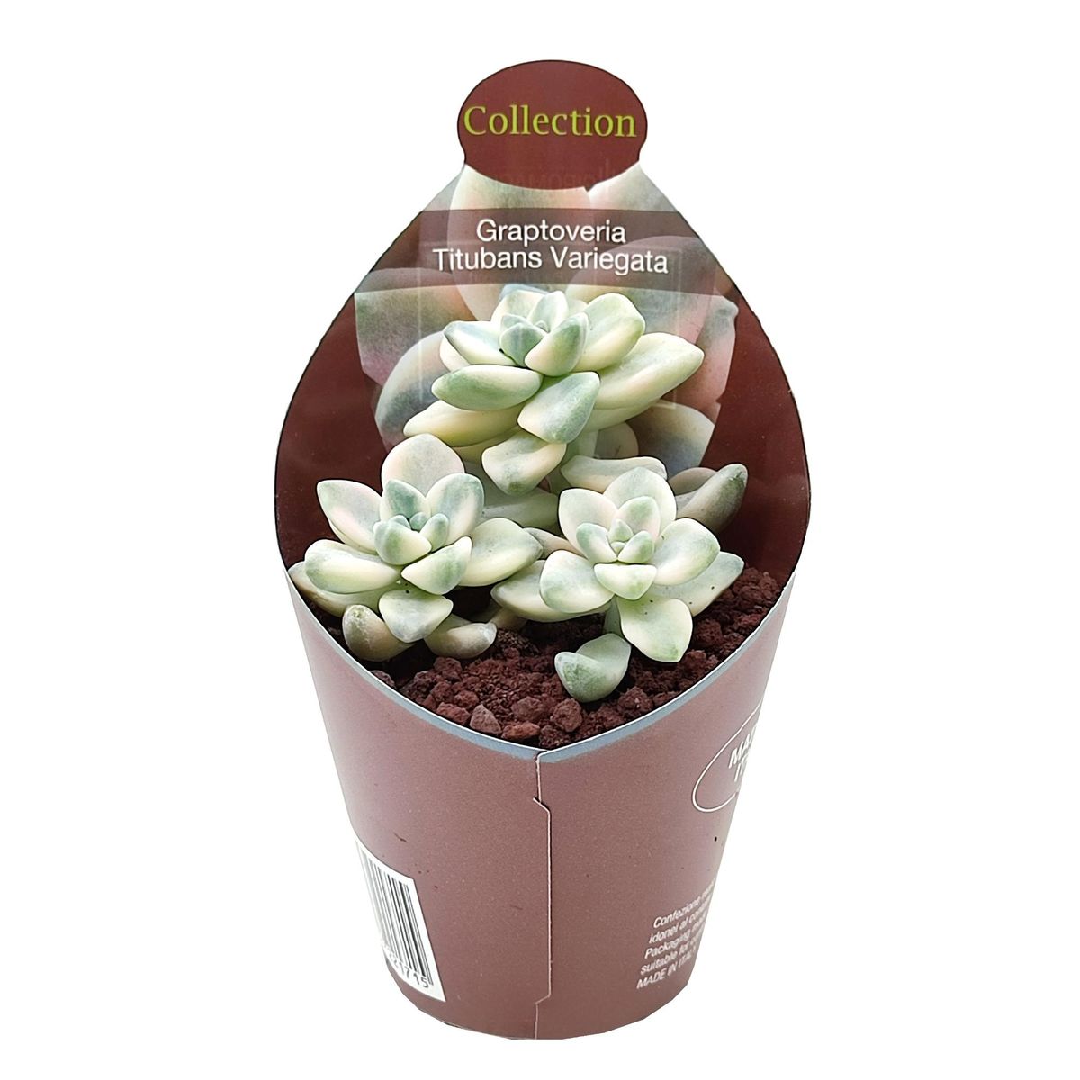 x Graptoveria 'Titubans Variegata' — Pflanzengroßhandel FlorAccess