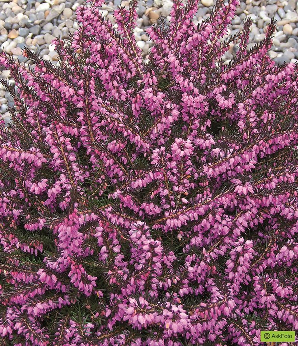 Erica x darleyensis 'Kramer's Rote' — Plant Wholesale FlorAccess