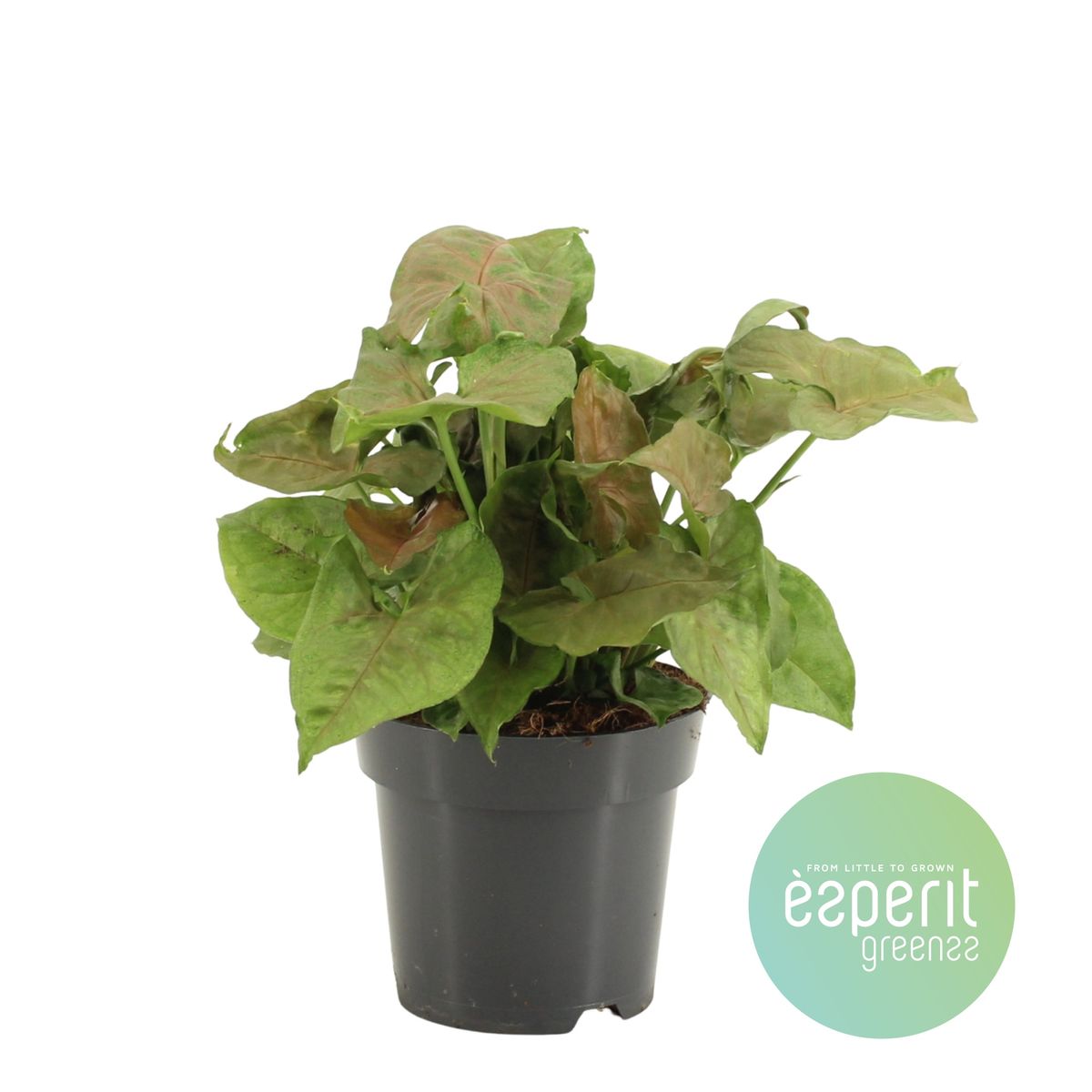 Syngonium podophyllum 'Maria' — Plant Wholesale FlorAccess