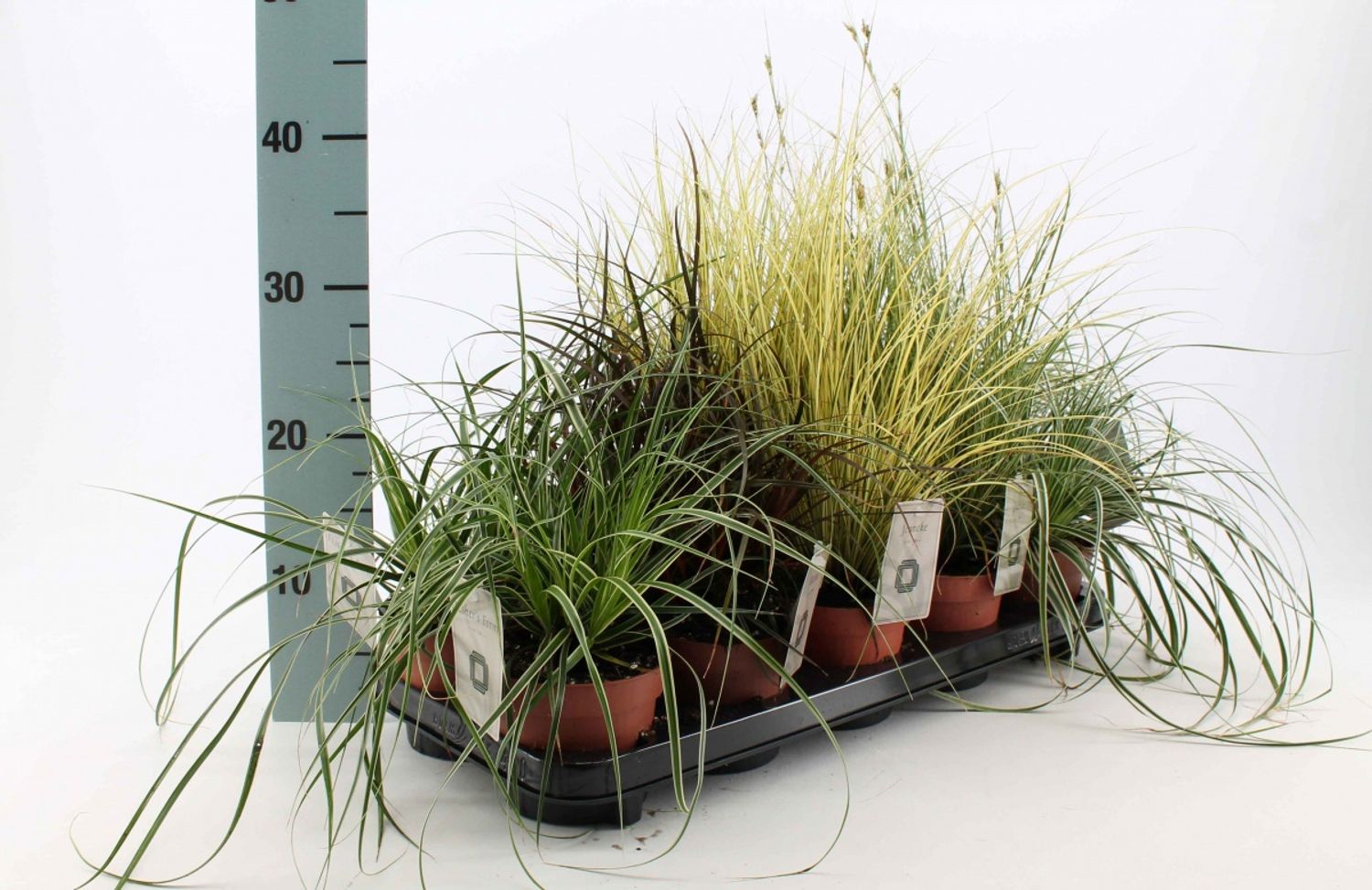 Carex MIX — Plant Wholesale FlorAccess
