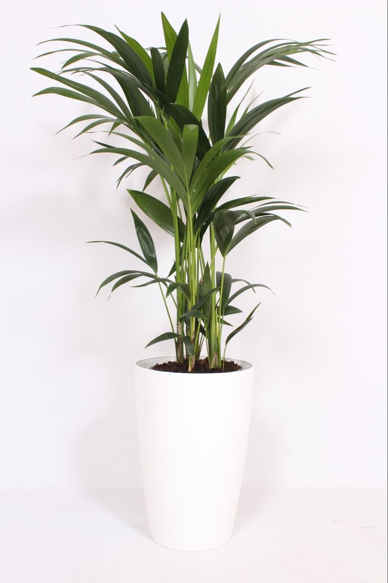 Howea forsteriana — Plant Wholesale FlorAccess