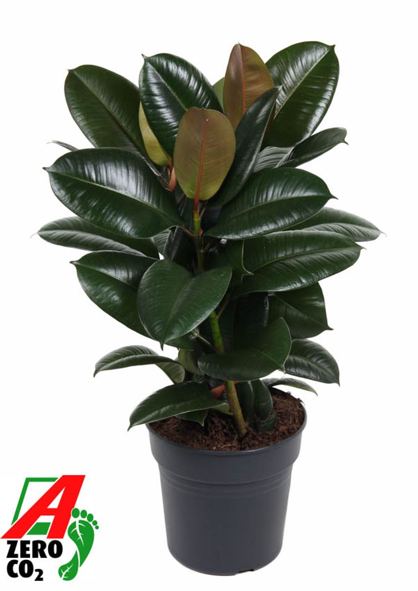 Ficus elastica 'Robusta' — Plant Wholesale FlorAccess