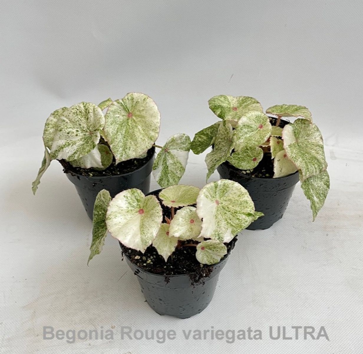 Begonia 'Rouge Variegata Ultra' — Plant Wholesale FlorAccess