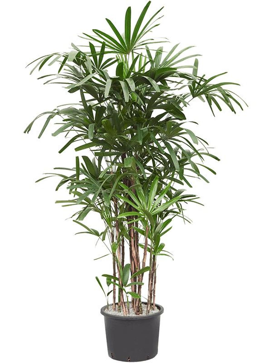 Rhapis excelsa — Plant Wholesale FlorAccess