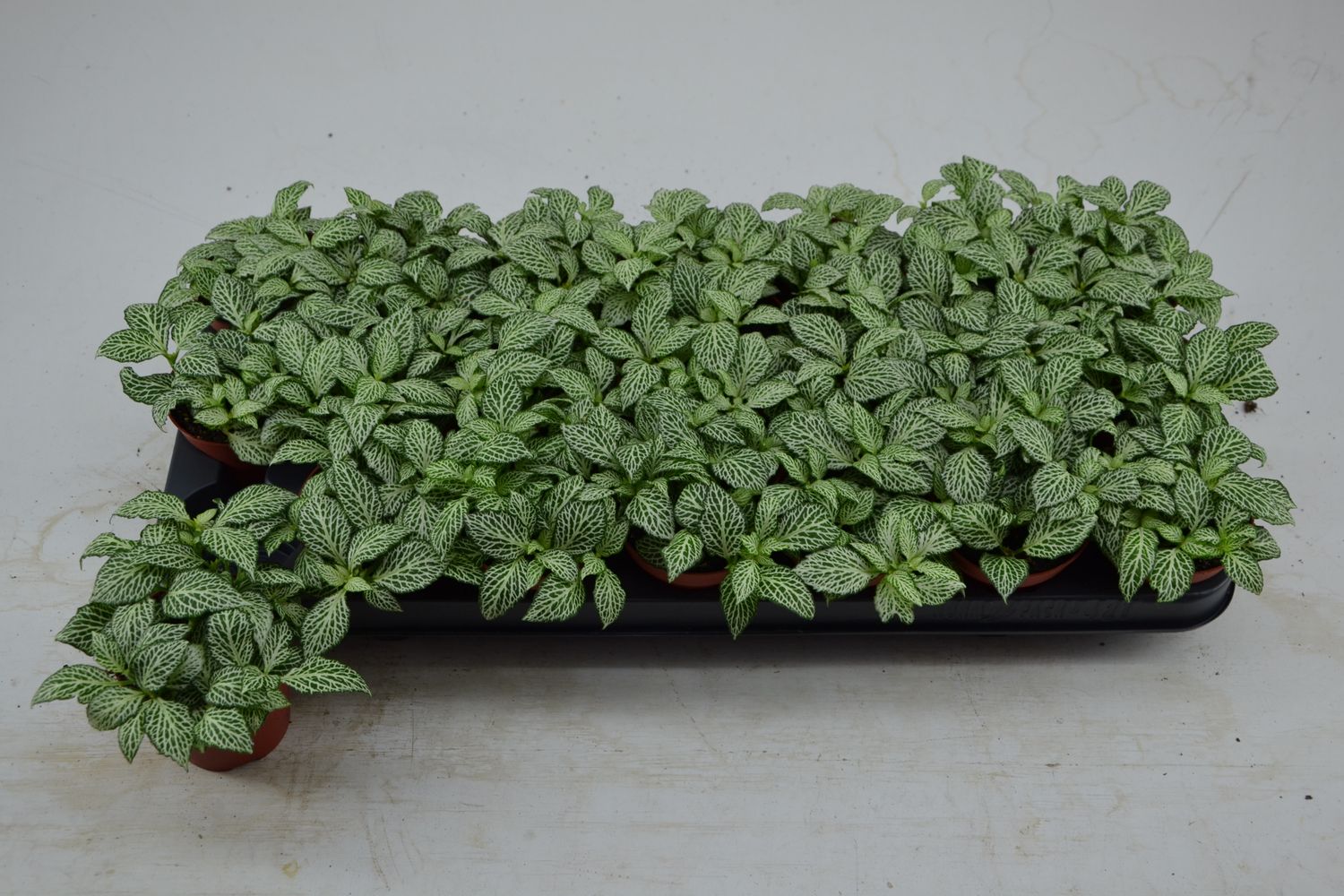 Fittonia 'Mini Whisper' — Plant Wholesale FlorAccess