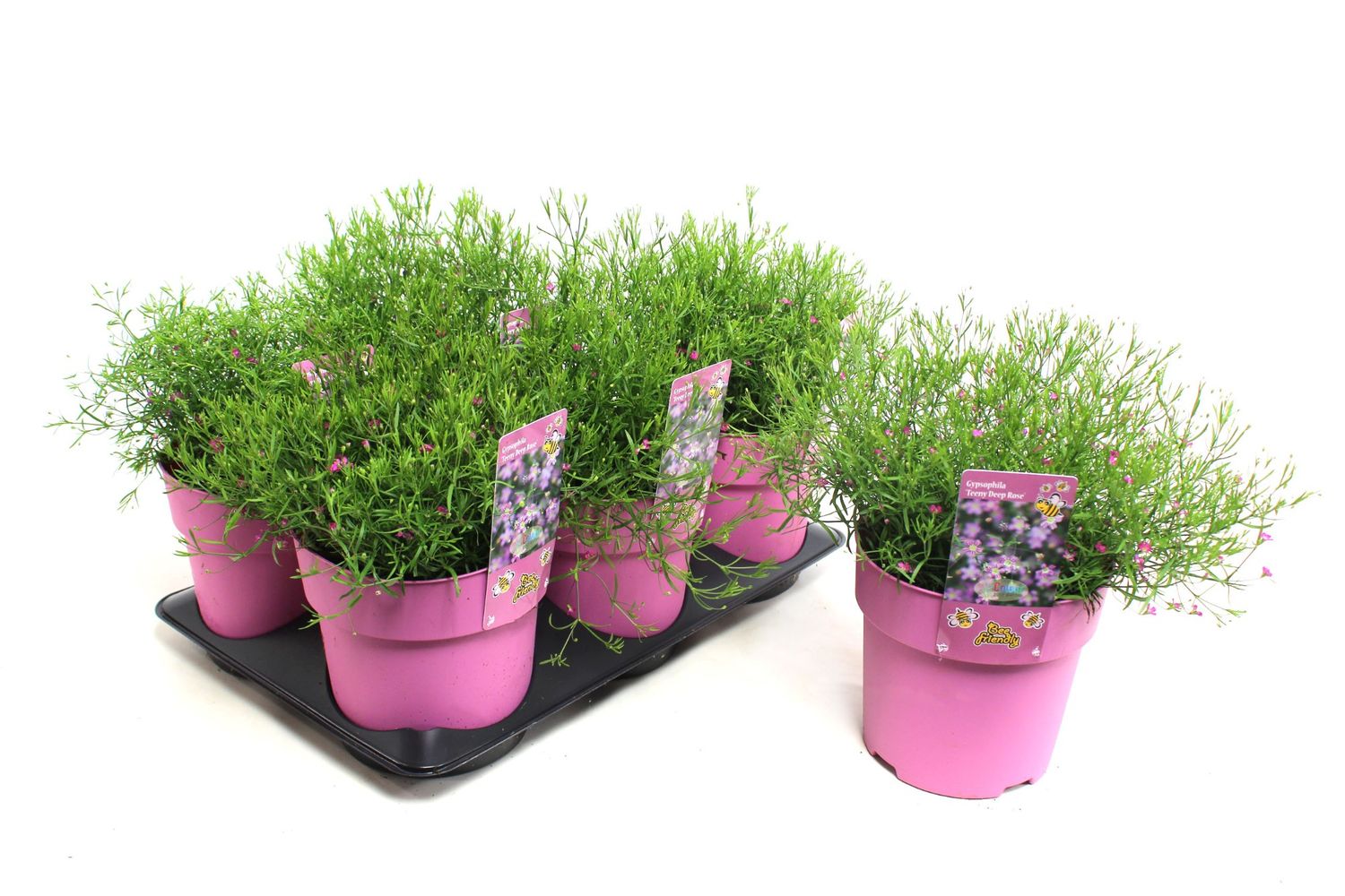 Gypsophila muralis 'Teeny Deep Rose' — Plant Wholesale FlorAccess