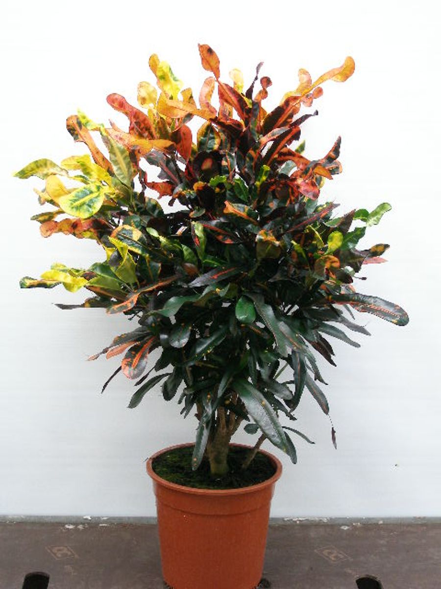 Codiaeum variegatum 'Mamey' — Plant Wholesale FlorAccess