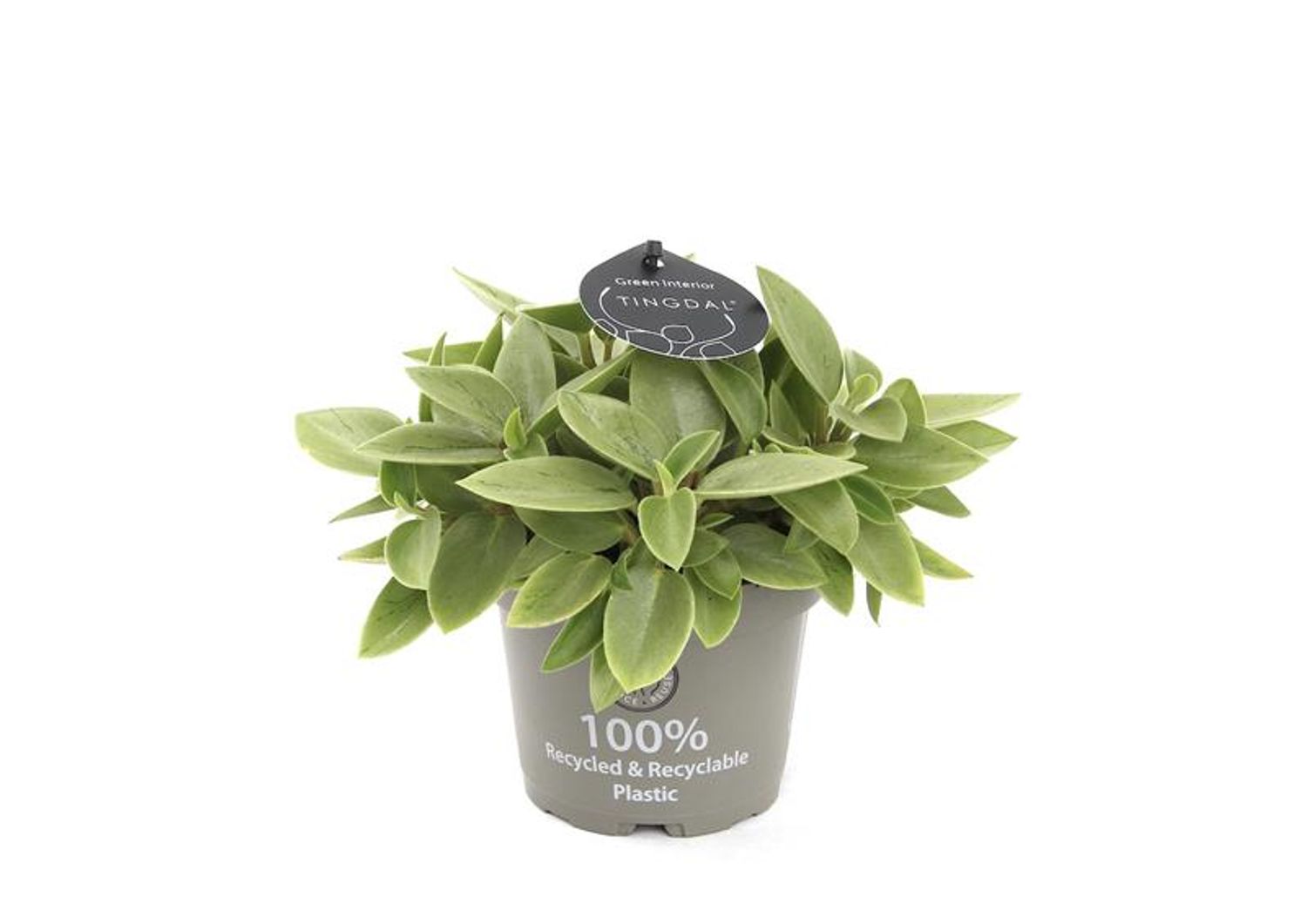 Peperomia orba 'Pixie Lime' — Plant Wholesale FlorAccess