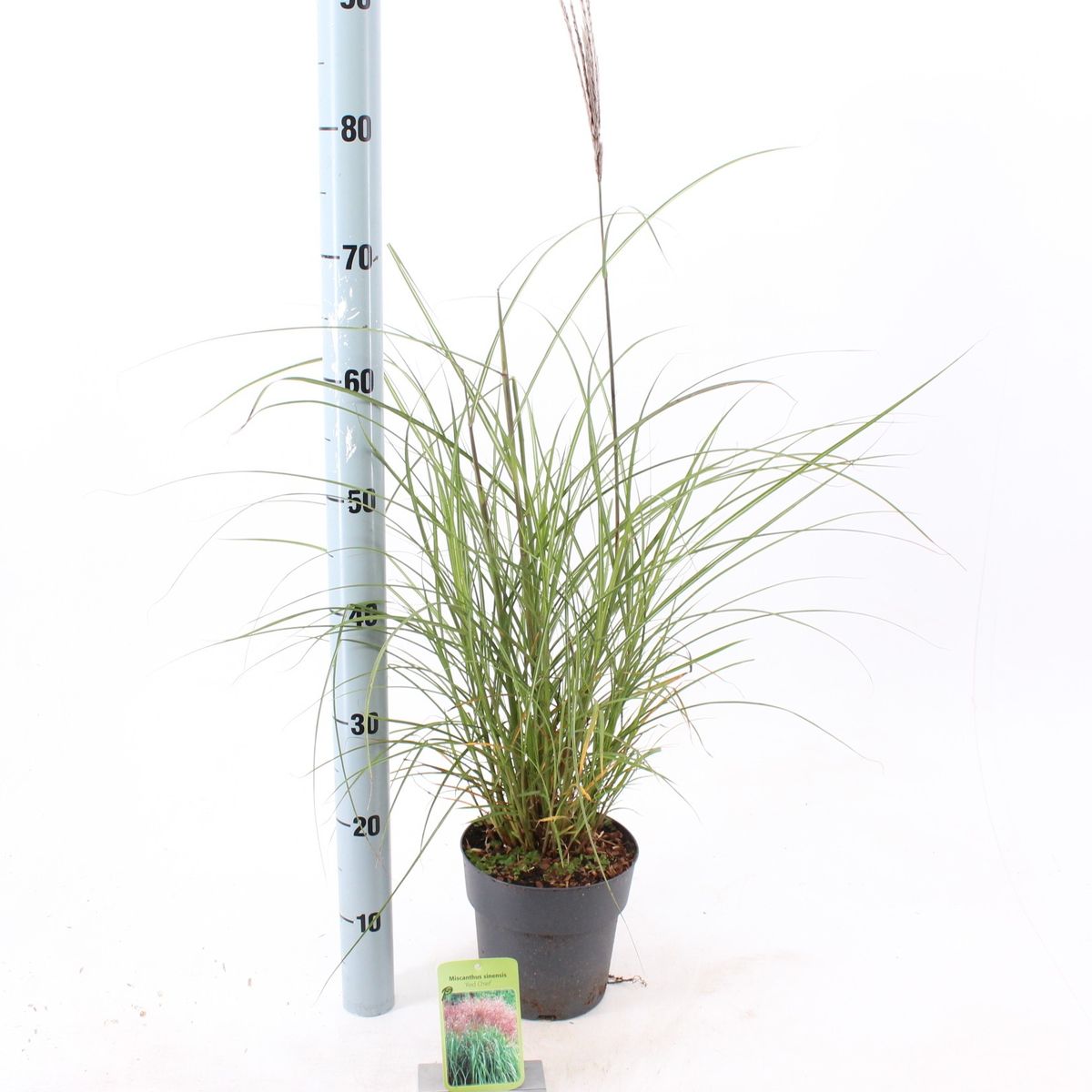 Miscanthus sinensis 'Red Chief' — Plant Wholesale FlorAccess