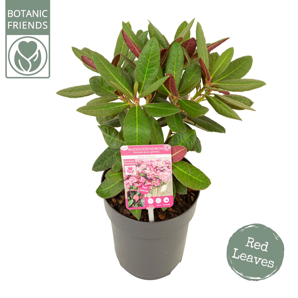 Rhododendron 'Wine and Roses' — Plant Wholesale FlorAccess
