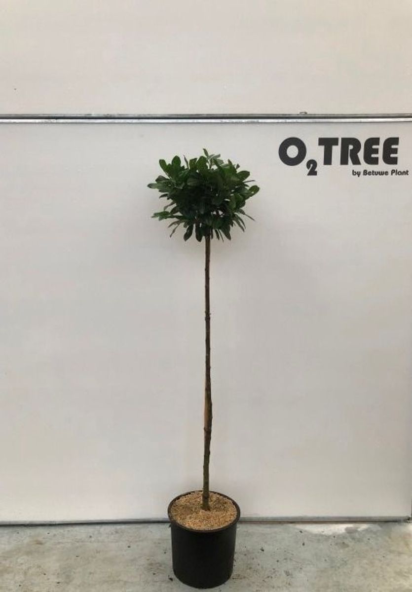 Prunus laurocerasus TITAN — Plant Wholesale FlorAccess