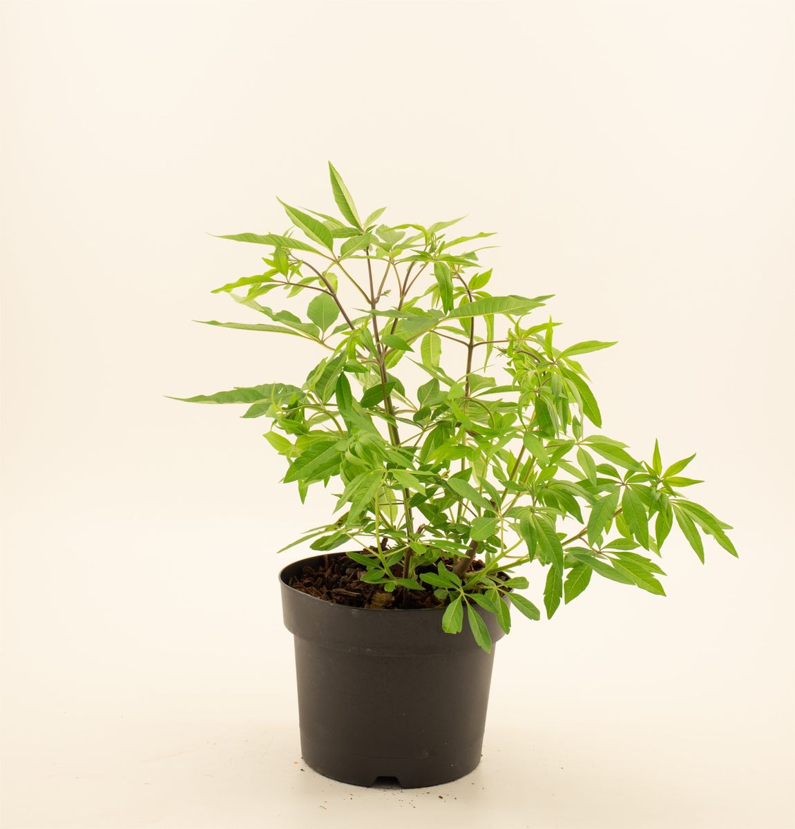Vitex agnus-castus latifolia — Plant Wholesale FlorAccess