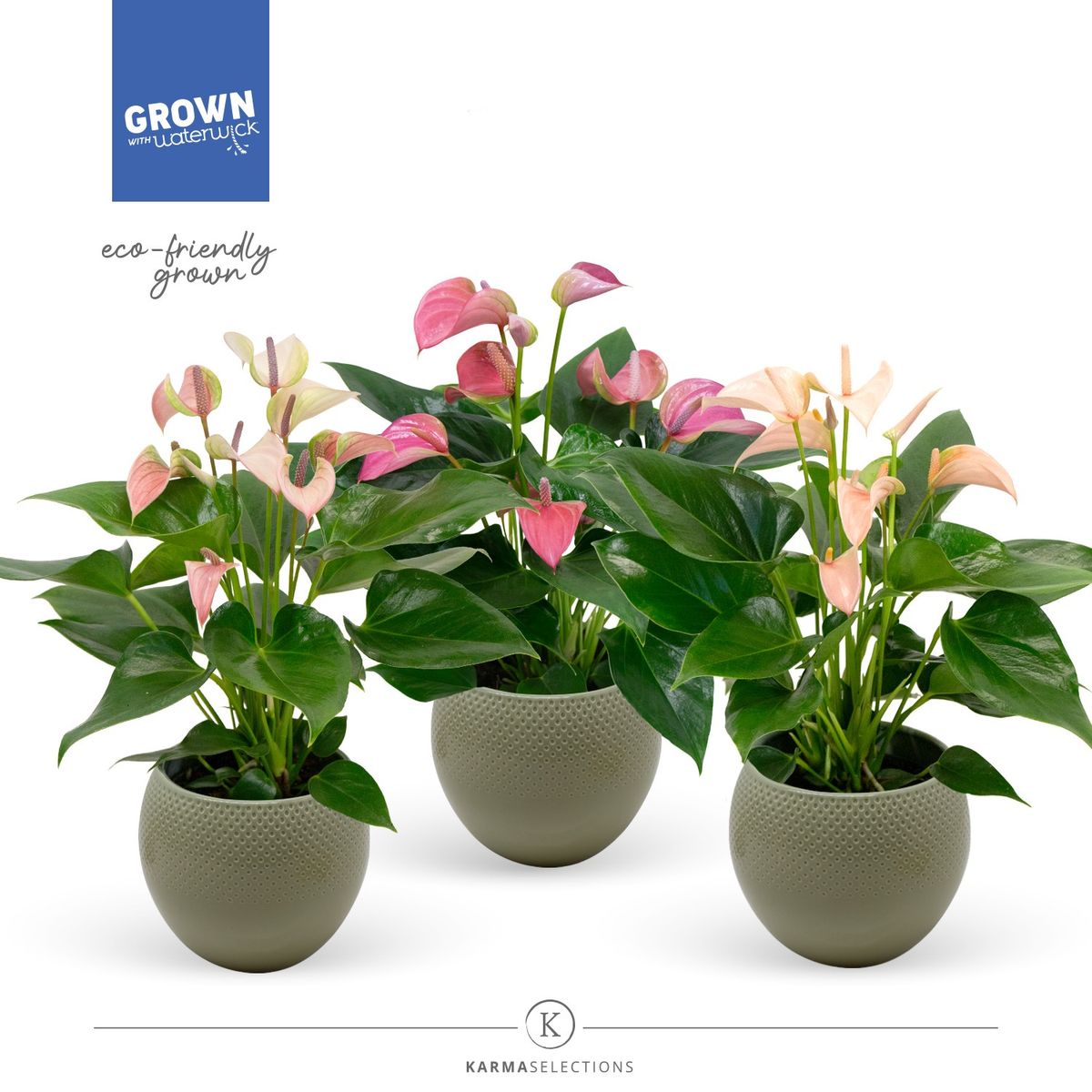 Anthurium MIX — Plant Wholesale FlorAccess
