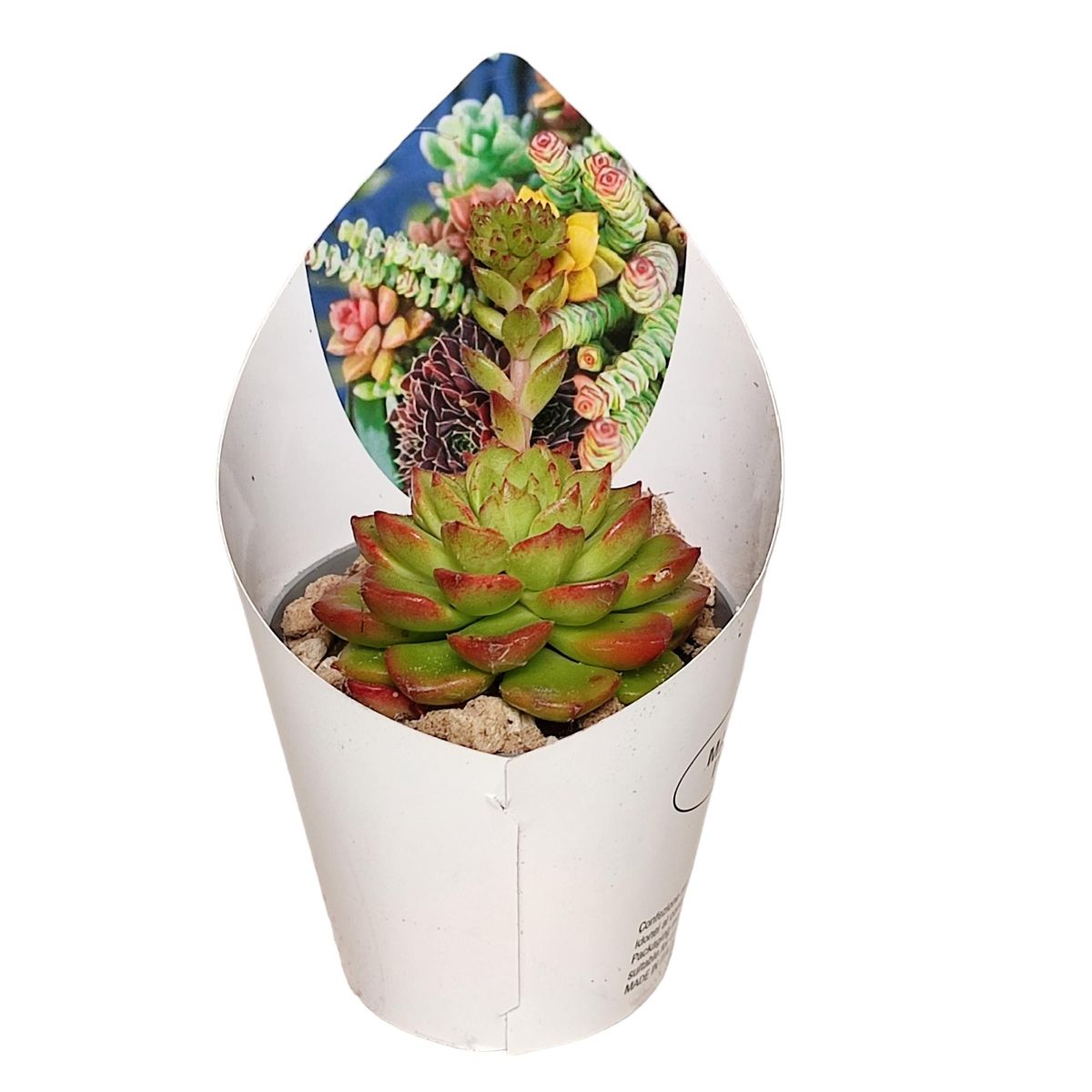x Sedeveria 'Letizia' — Plant Wholesale FlorAccess