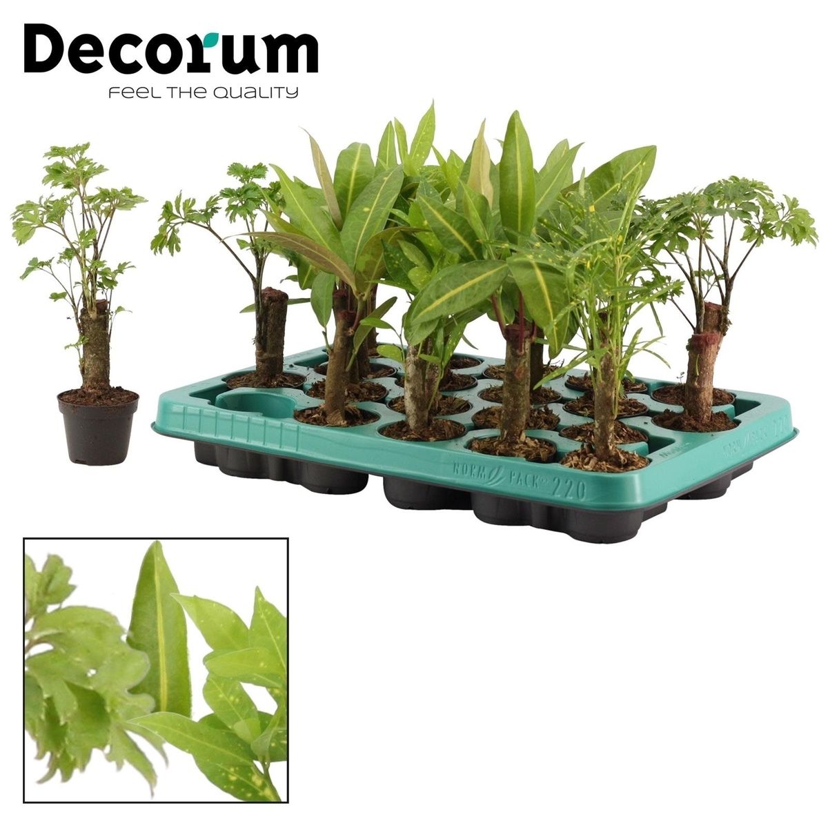 Foliage plants MIX — Plant Wholesale FlorAccess