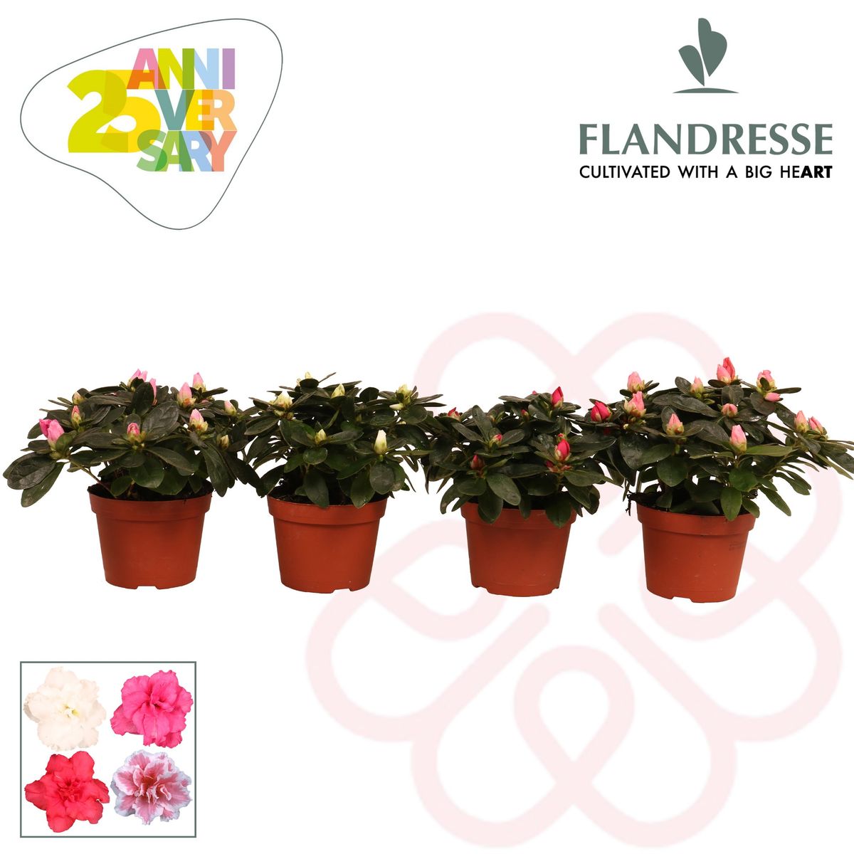 Rhododendron AZALEA MIX — Plant Wholesale FlorAccess
