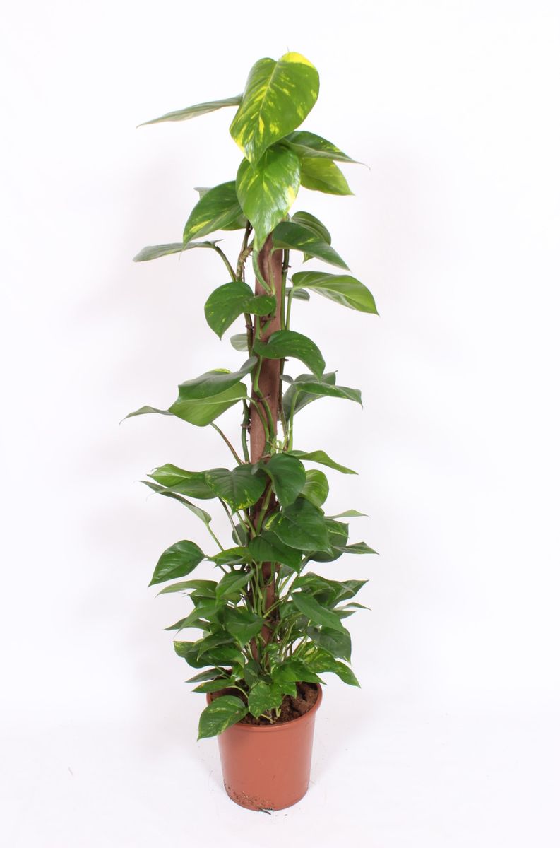 Epipremnum aureum — Plant Wholesale FlorAccess
