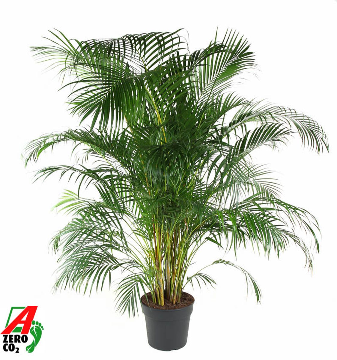 Dypsis lutescens — Grossiste en Plantes FlorAccess