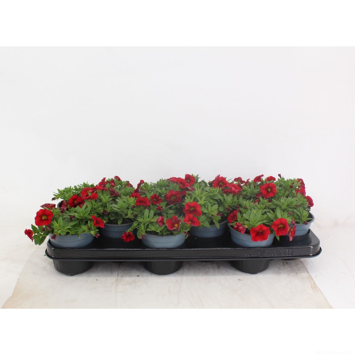 Calibrachoa MILLION BELLS BOUQUET RED — Plant Wholesale FlorAccess