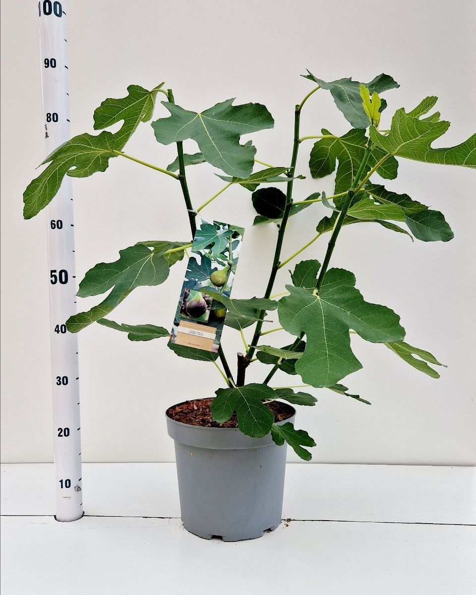 Ficus carica 'Brown Turkey' — Plant Wholesale FlorAccess