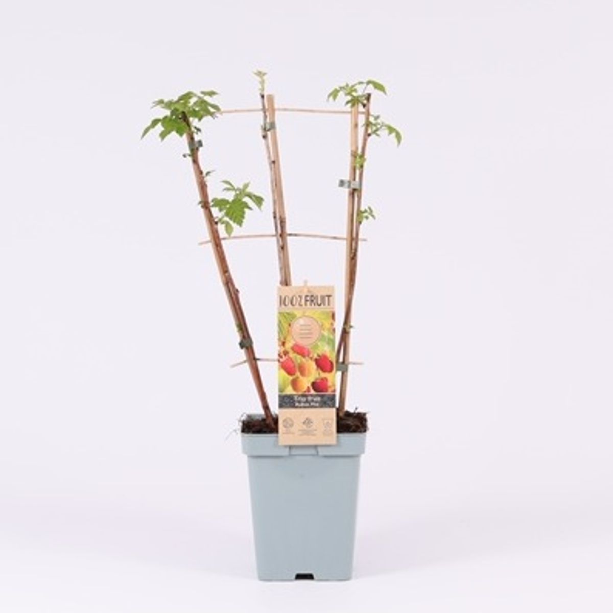 Rubus Trio — Plant Wholesale FlorAccess