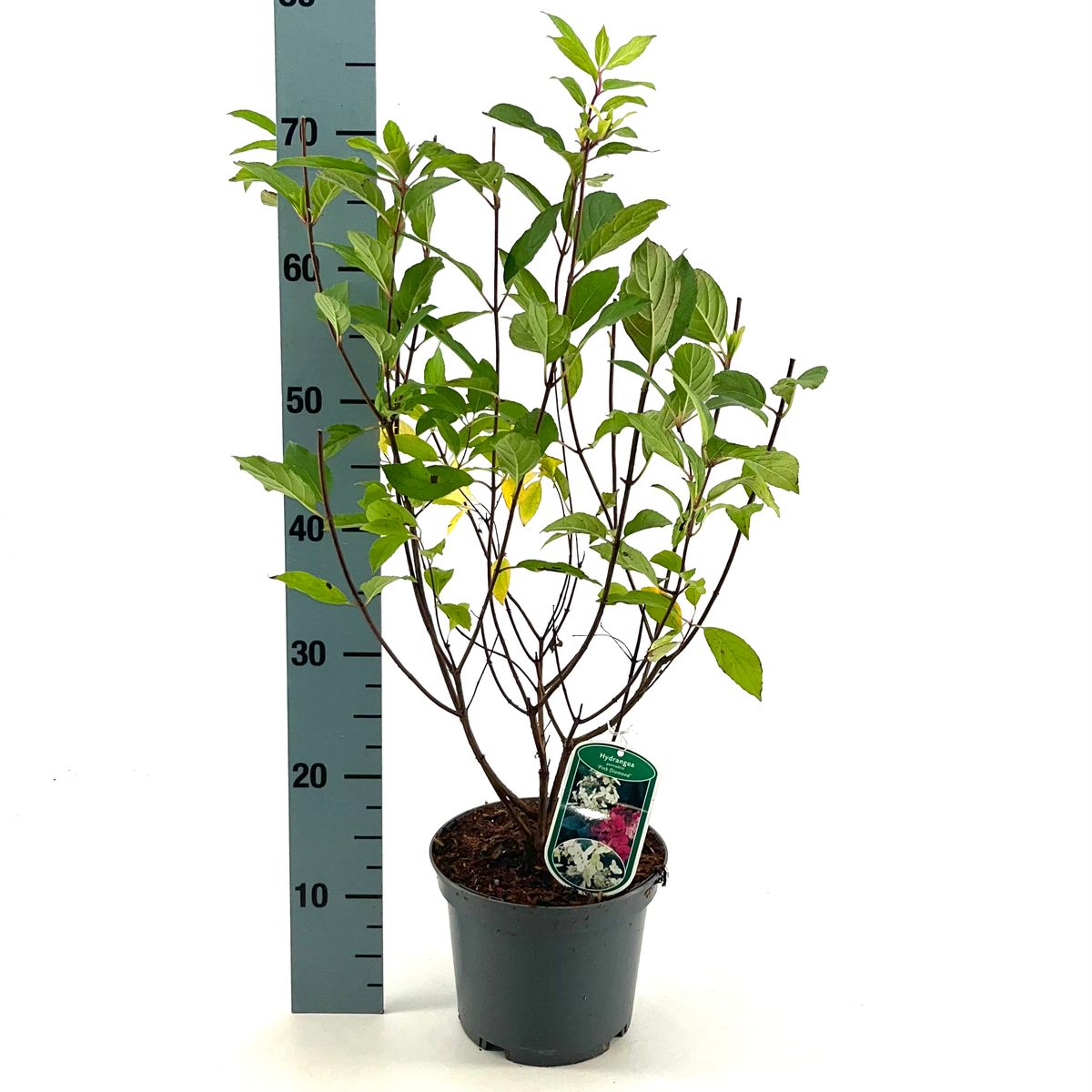 Hydrangea paniculata 'Pink Diamond' — Plant Wholesale FlorAccess