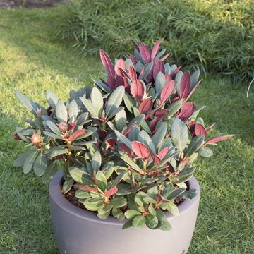 Rhododendron 'Wine and Roses' — Plant Wholesale FlorAccess