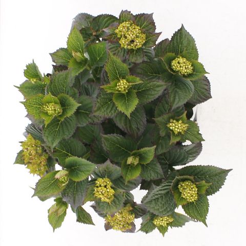 Hydrangea macrophylla ROYALTY COLLECTION BLACK KNIGHT — Plant Wholesale ...