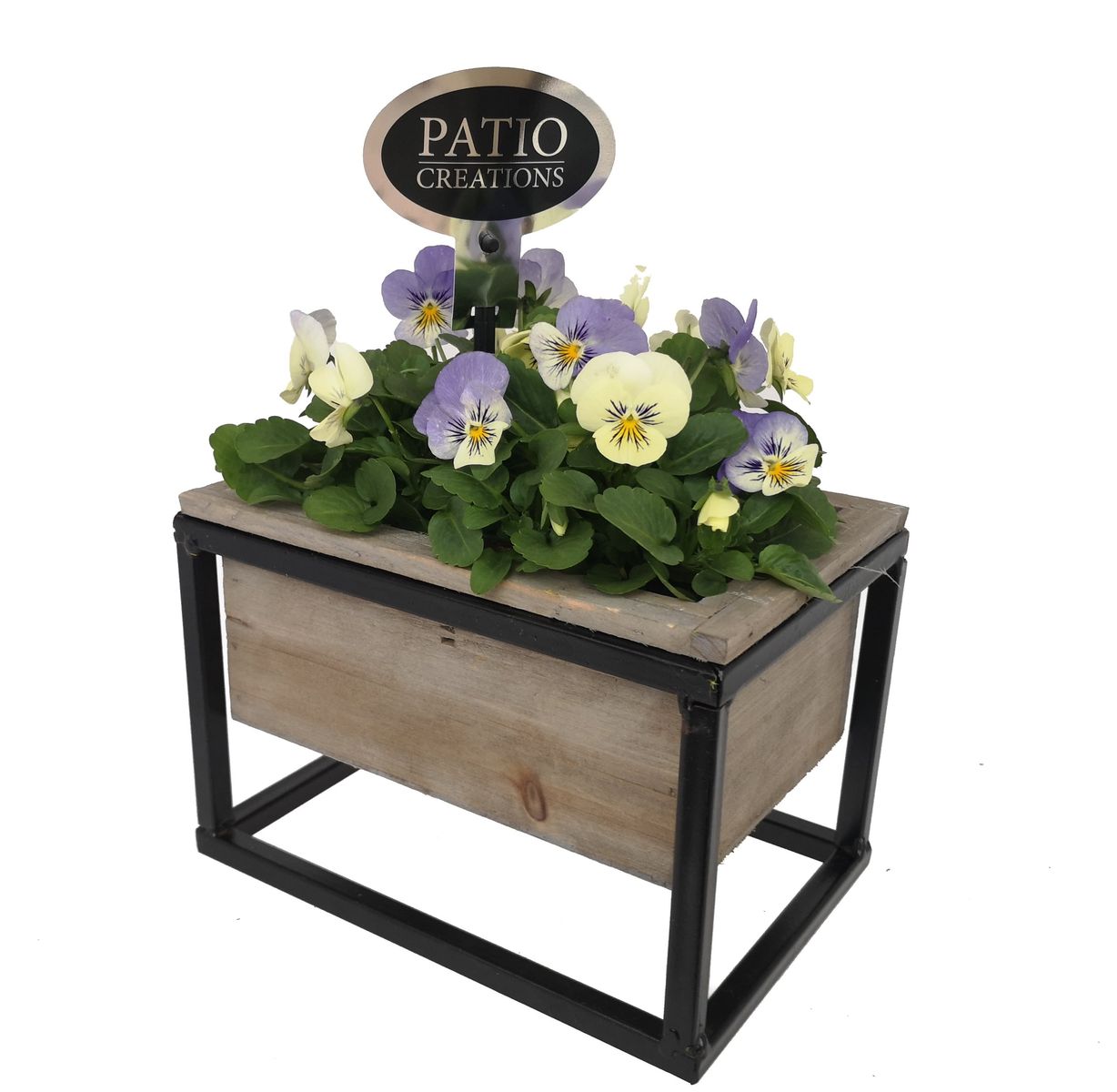 Arrangement Viola — Plant Wholesale FlorAccess