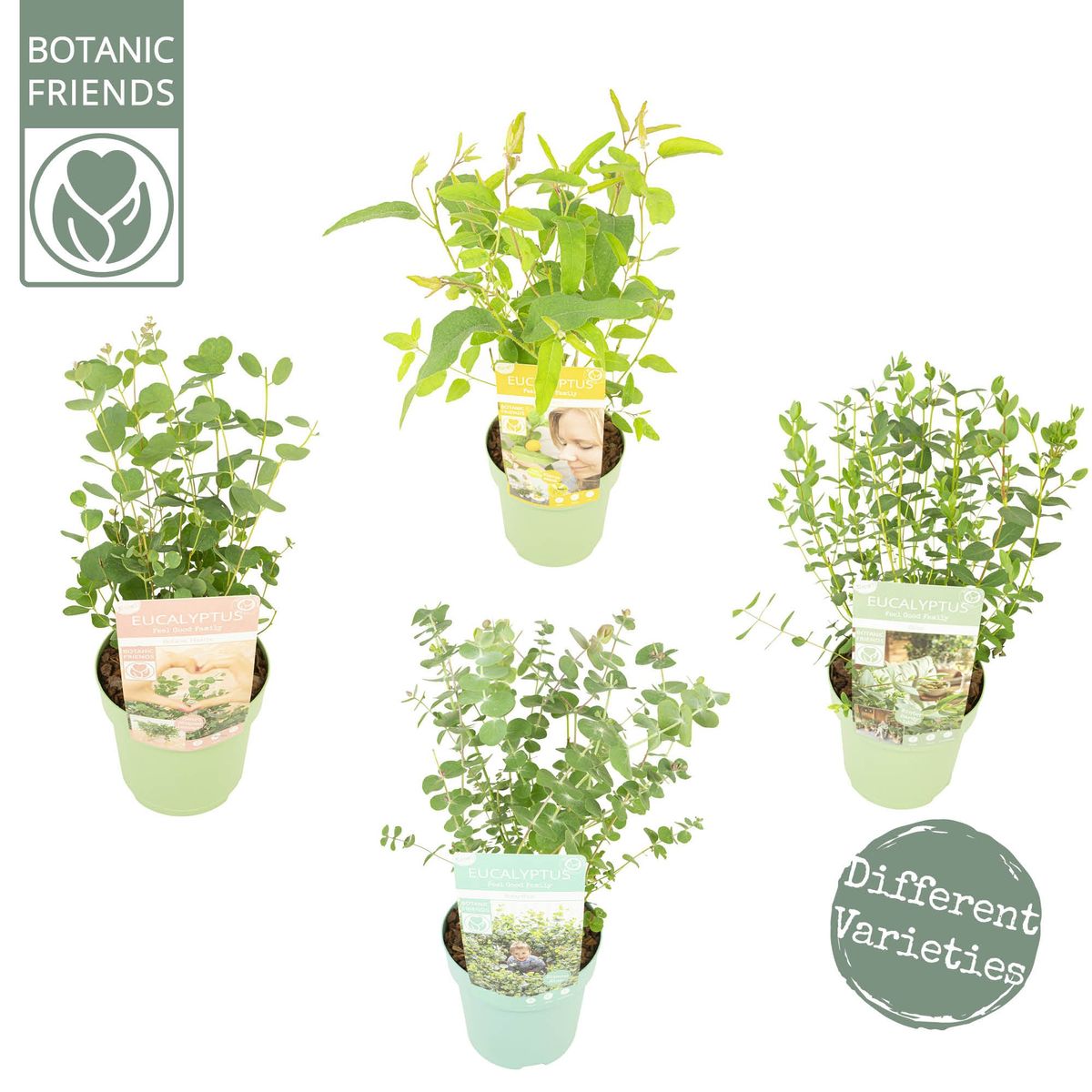 Eucalyptus MIX — Plant Wholesale FlorAccess