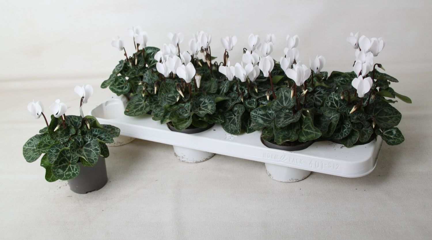 Cyclamen persicum 'Metis White Imp' — Plant Wholesale FlorAccess
