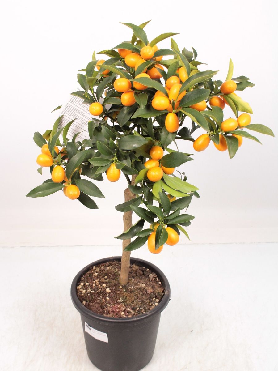 Citrus japonica — Plant Wholesale FlorAccess