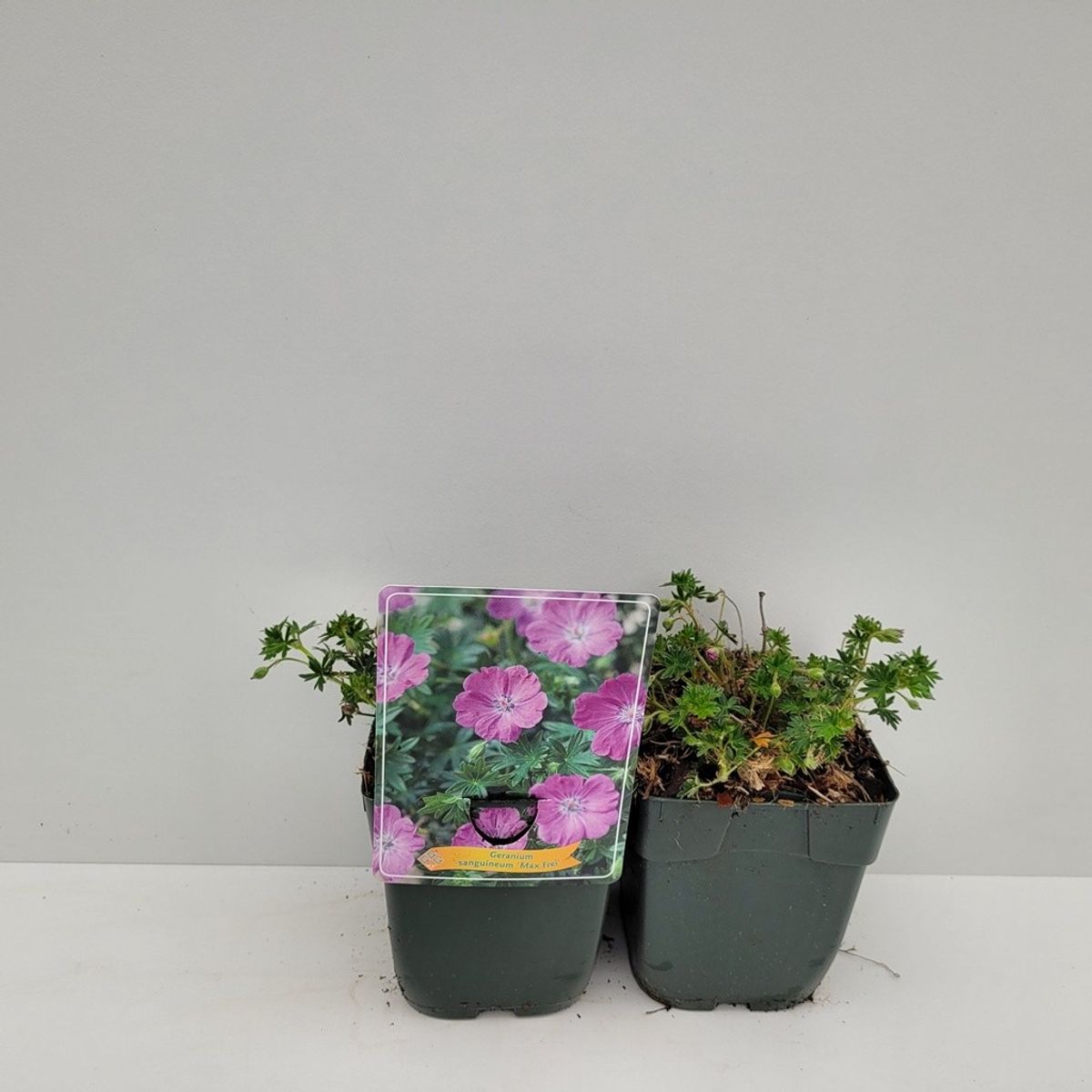 Geranium sanguineum 'Max Frei' — Plant Wholesale FlorAccess