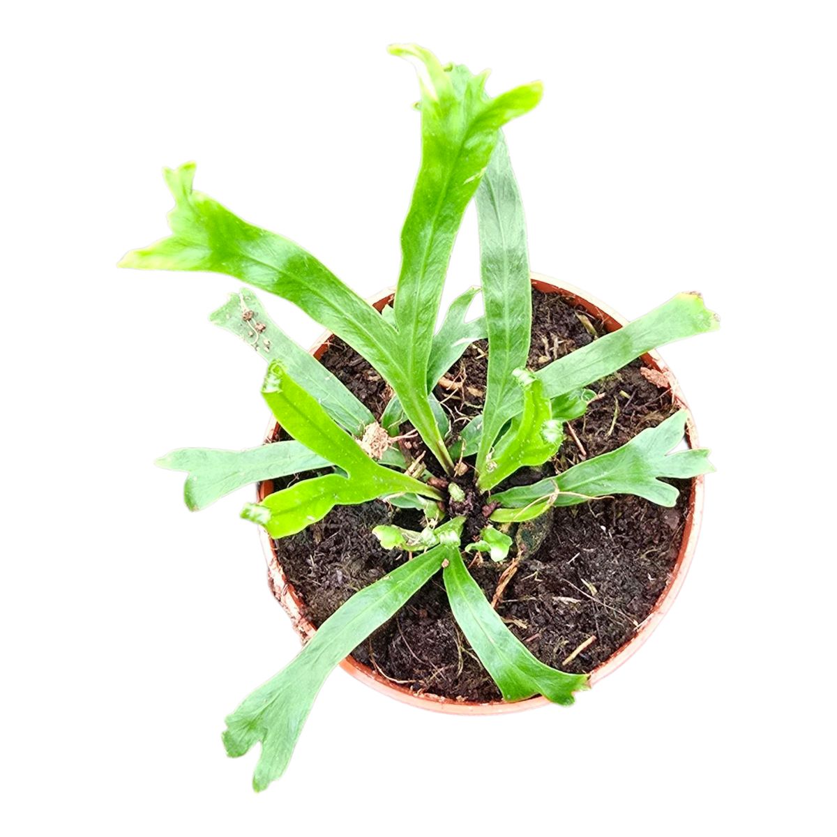 Asplenium nidus — Plant Wholesale FlorAccess
