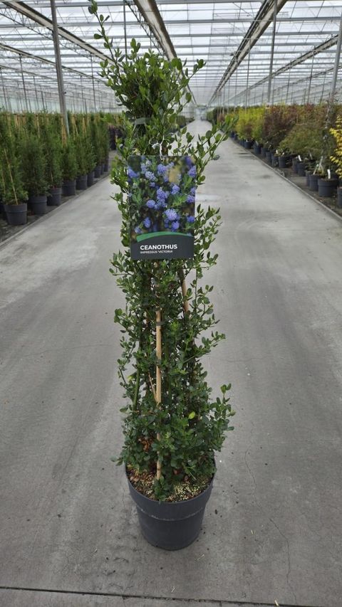 Ceanothus impressus 'Victoria' — Plant Wholesale FlorAccess