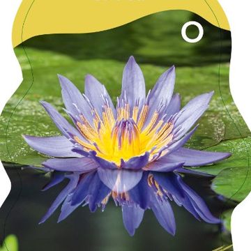 Nymphaea colorata — Plant Wholesale FlorAccess