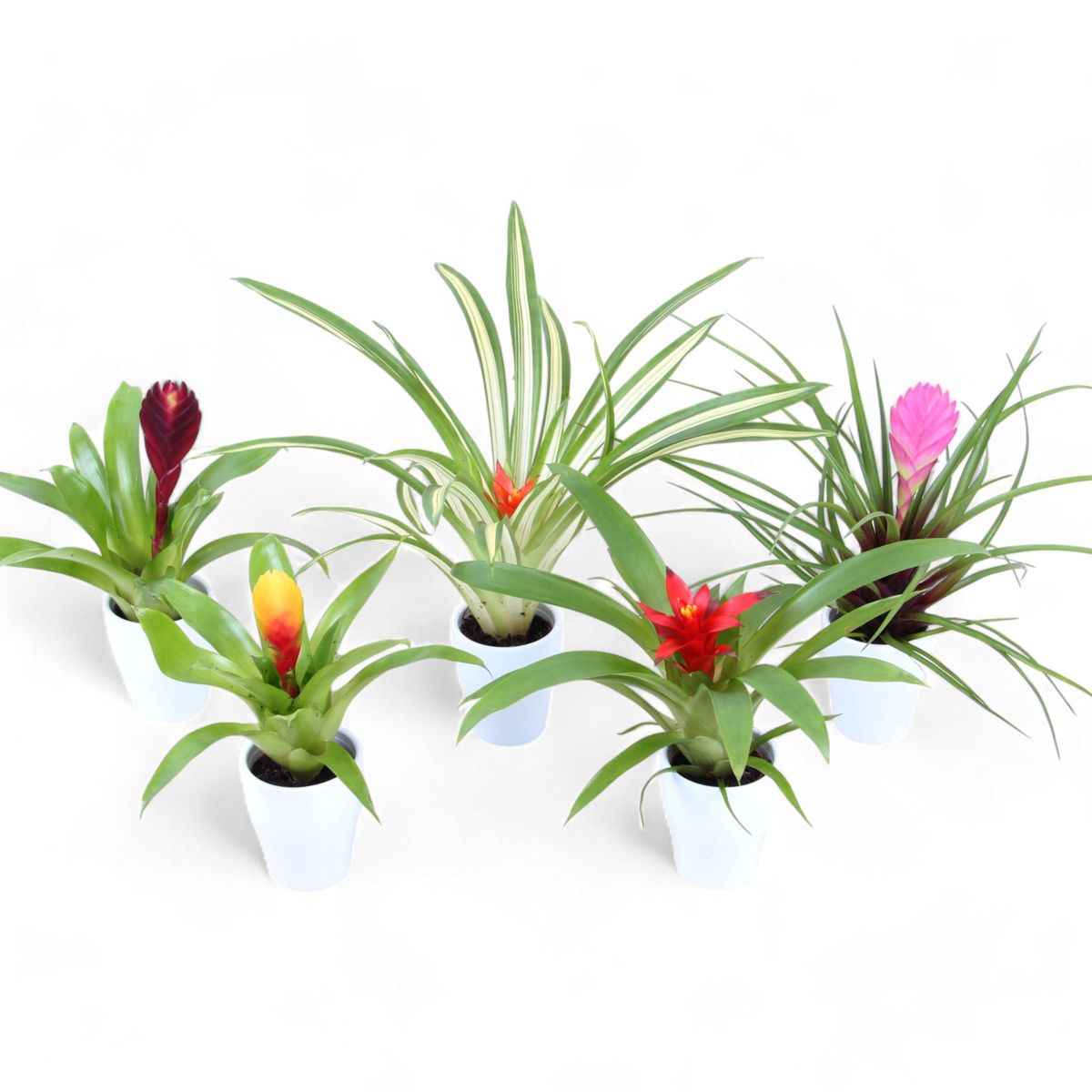 Bromelia MIX — Plant Wholesale FlorAccess