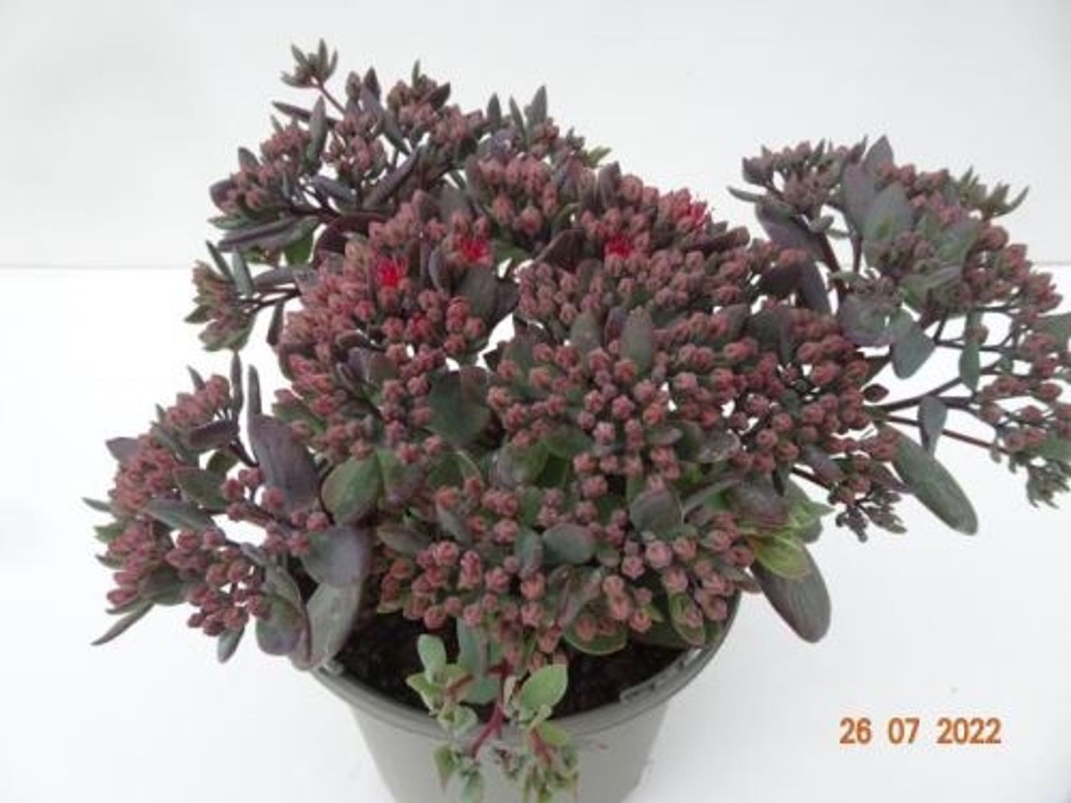 Sedum 'Superstar' — Pflanzengroßhandel FlorAccess
