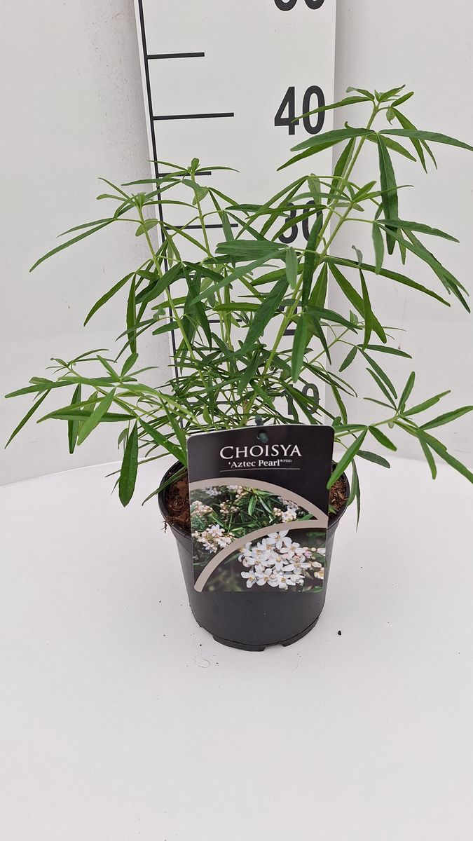 Choisya 'Aztec Pearl' — Plant Wholesale FlorAccess