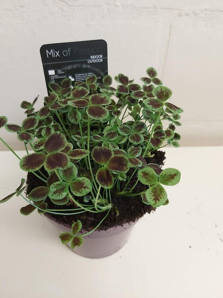 Trifolium repens DARK DEBBIE — Plant Wholesale FlorAccess