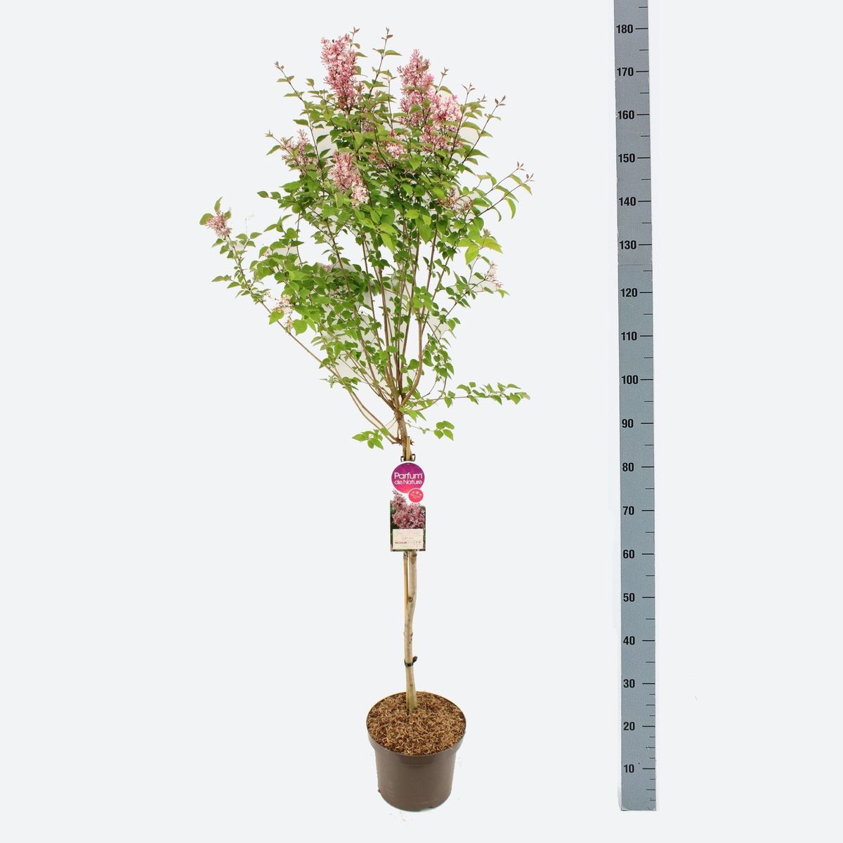 Syringa microphylla 'Superba' — Pflanzengroßhandel FlorAccess