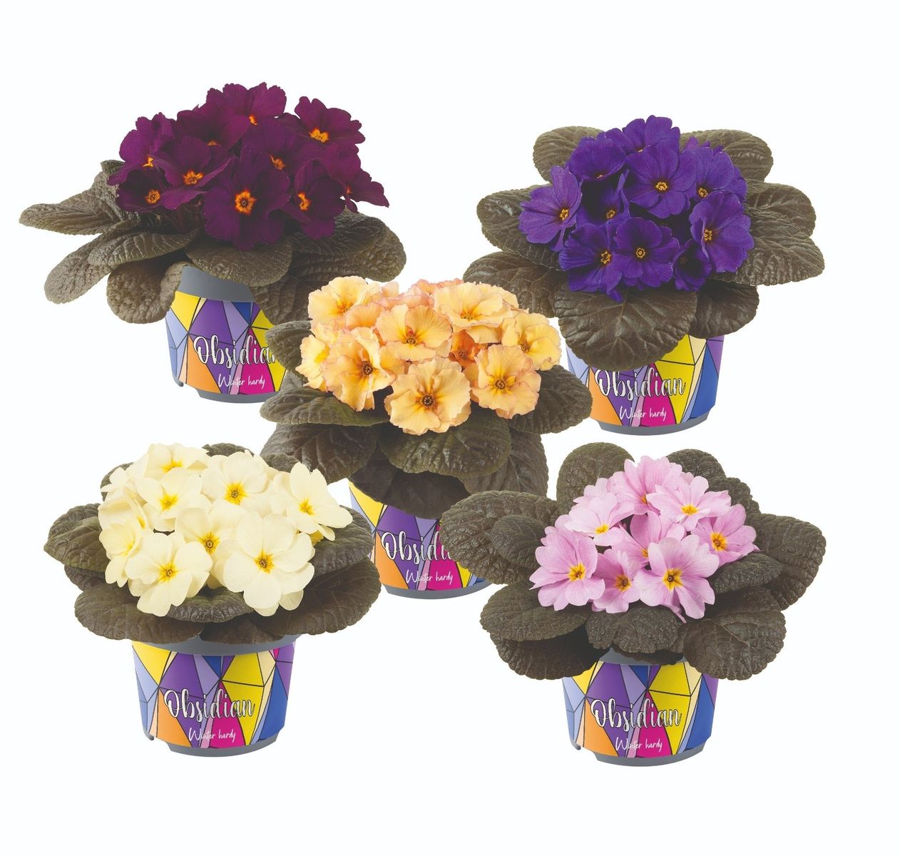 Primula OBSIDIAN MIX — Рослини оптом FlorAccess