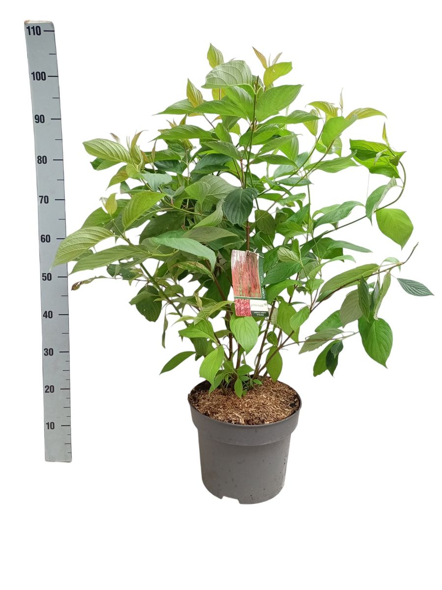 Cornus alba BATON ROUGE — Plant Wholesale FlorAccess